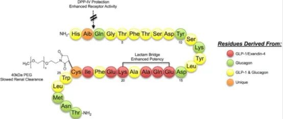 GCGR抗体/GLP-1融合蛋白：鸿运华宁、恒瑞医药