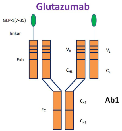 GCGR抗体/GLP-1融合蛋白：鸿运华宁、恒瑞医药