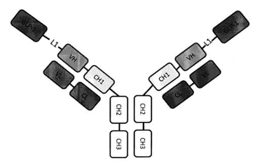 GCGR抗体/GLP-1融合蛋白：鸿运华宁、恒瑞医药